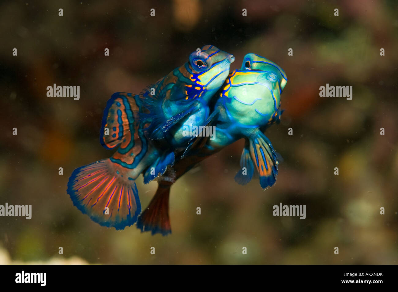 Mandarin fish hi-res stock photography and images - Alamy