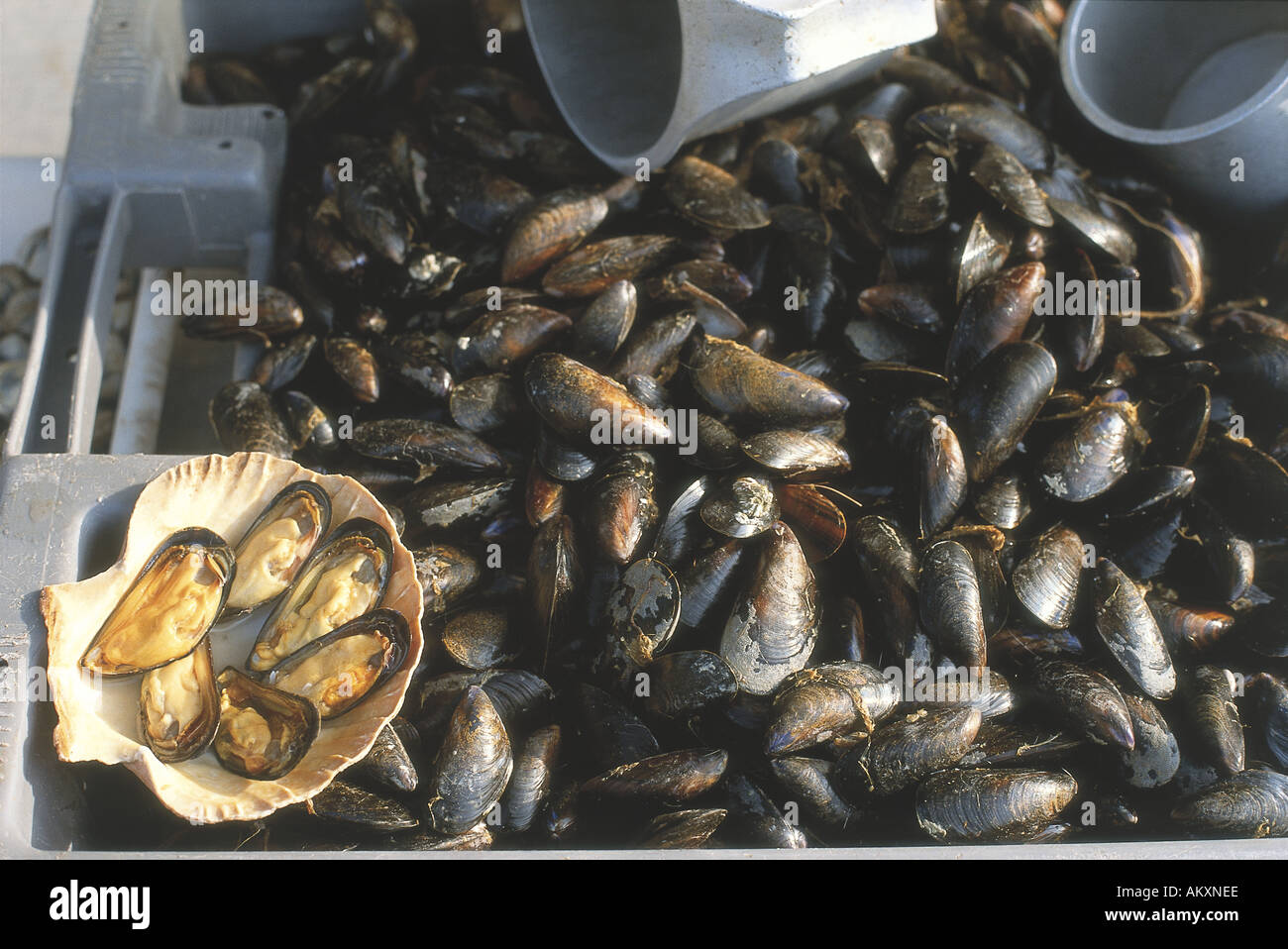 Mussels and bucket hi-res stock photography and images - Alamy
