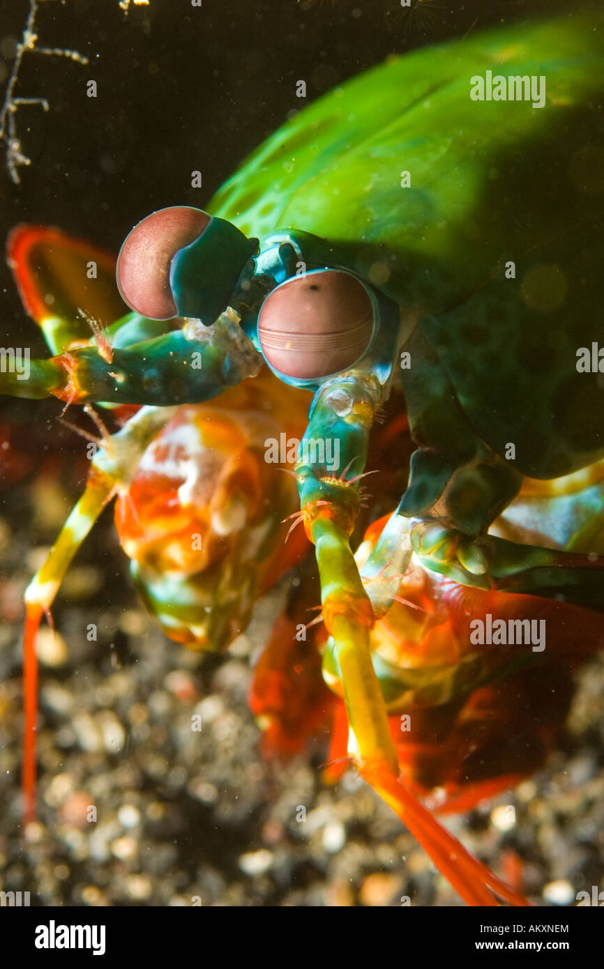 Mantis shrimp, Odontodactylus scyllarus Stock Photo - Alamy