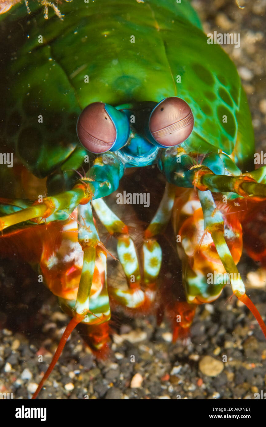 Mantis shrimp eye hi-res stock photography and images - Alamy