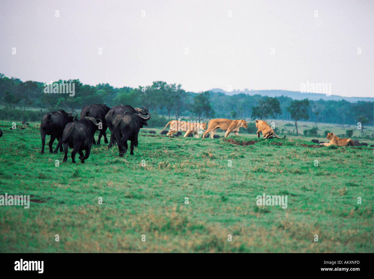 A group of male Cape Buffalo chasing a pride of lions away from their ...