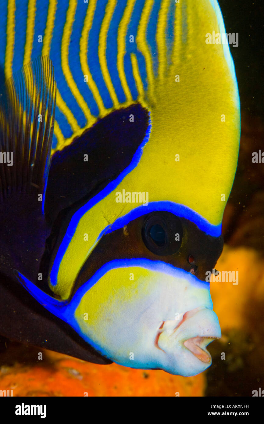 Angel fish hi-res stock photography and images - Alamy
