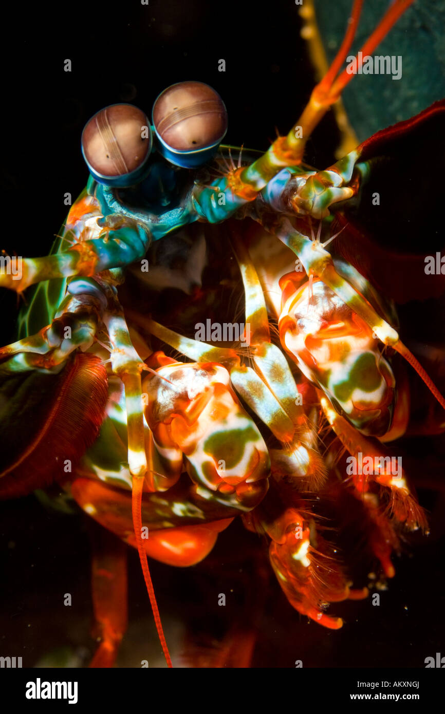 Colored mantis shrimps hi-res stock photography and images - Alamy