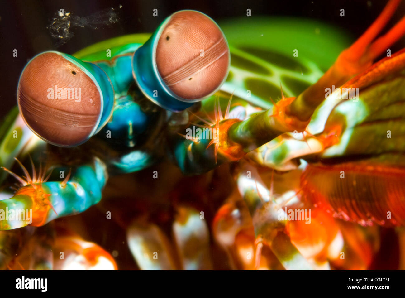 Mantis shrimp, Odontodactylus scyllarus Stock Photo - Alamy