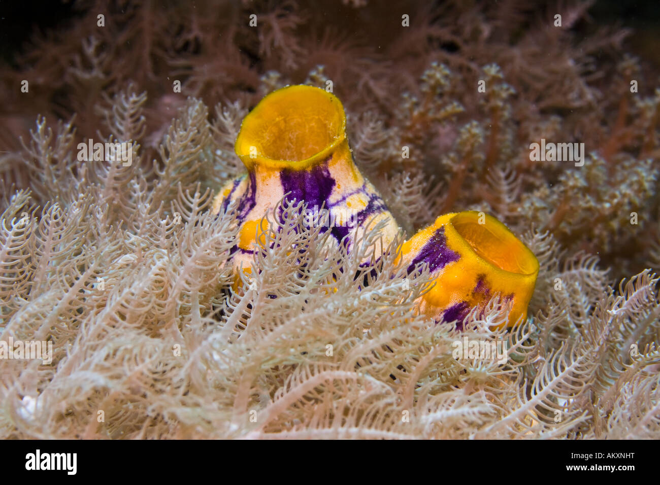 Golden Sea Squirt, Ink Spot Sea Squirt (Polycarpa aurata) in a soft ...