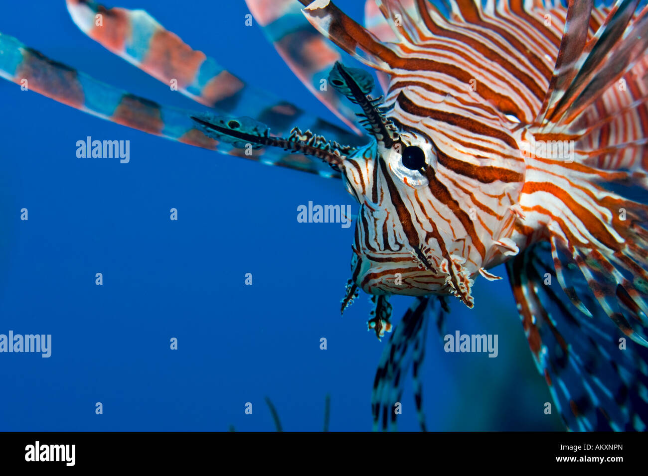 Common lionfish, Pterois volitans Stock Photo - Alamy