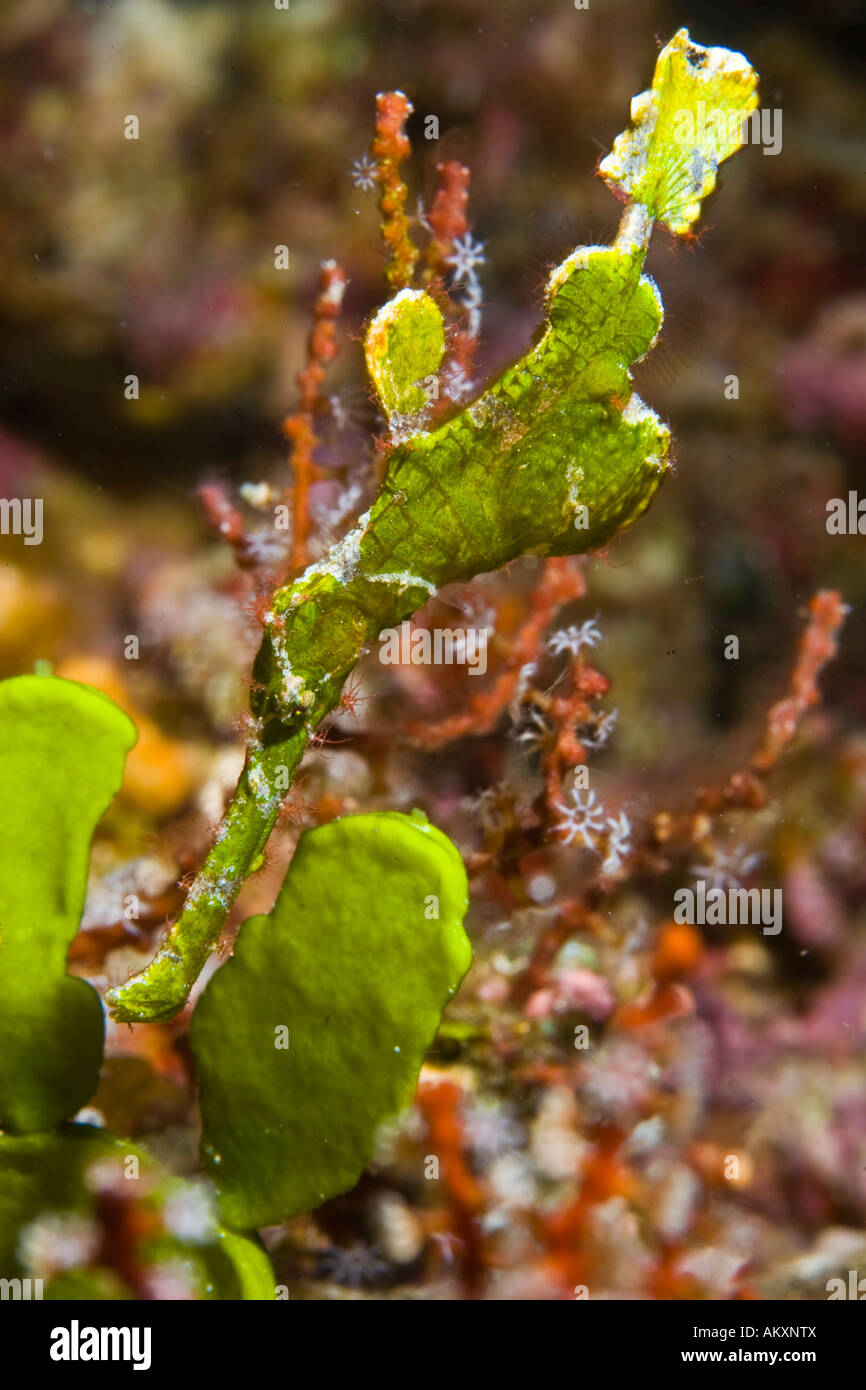 Halimeda ghost pipefish, Solenostomus halimeda Stock Photo - Alamy