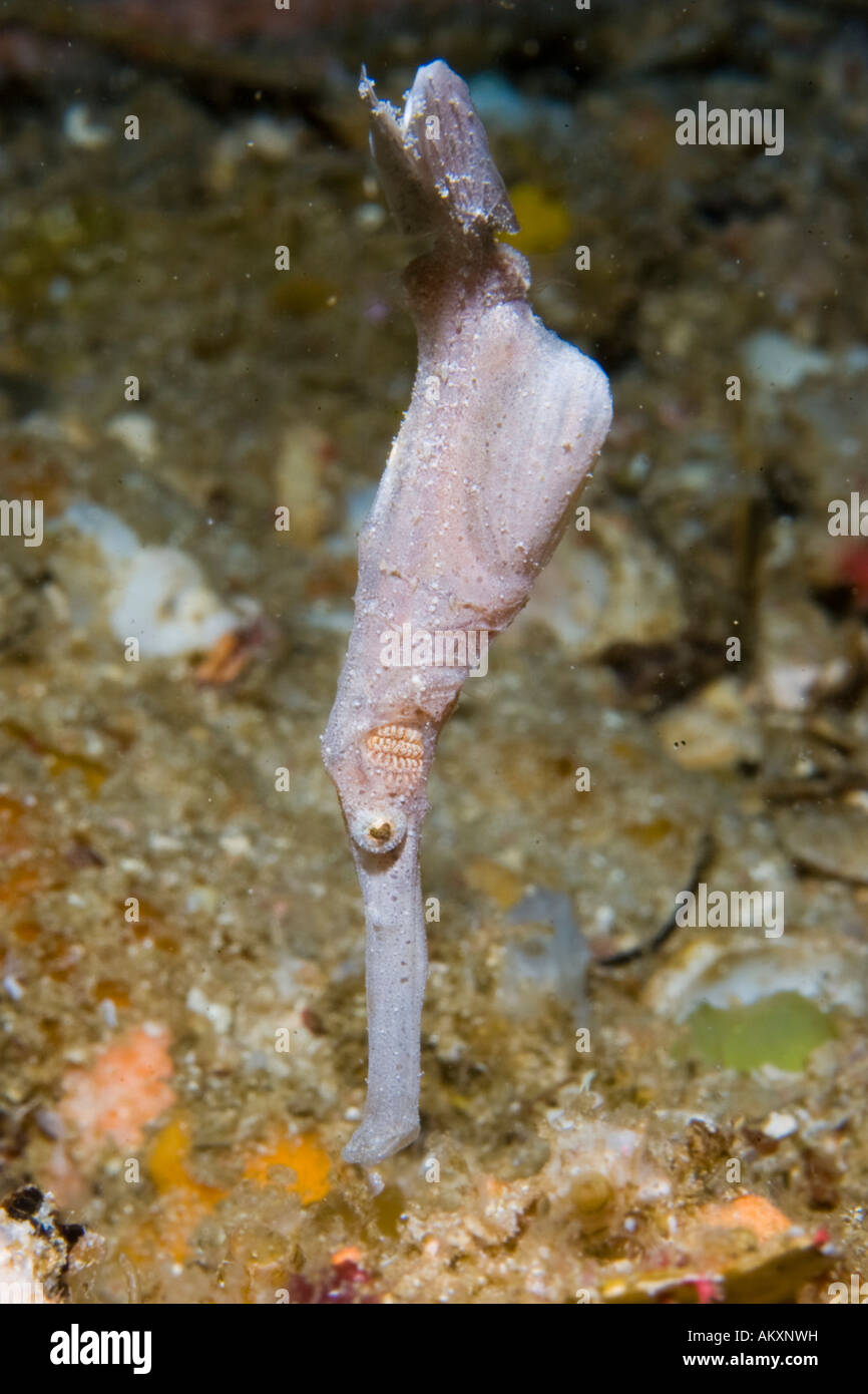 Robust Ghost Pipefish