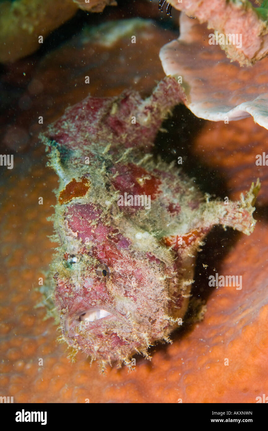 Scarlet anglerfish hi-res stock photography and images - Alamy