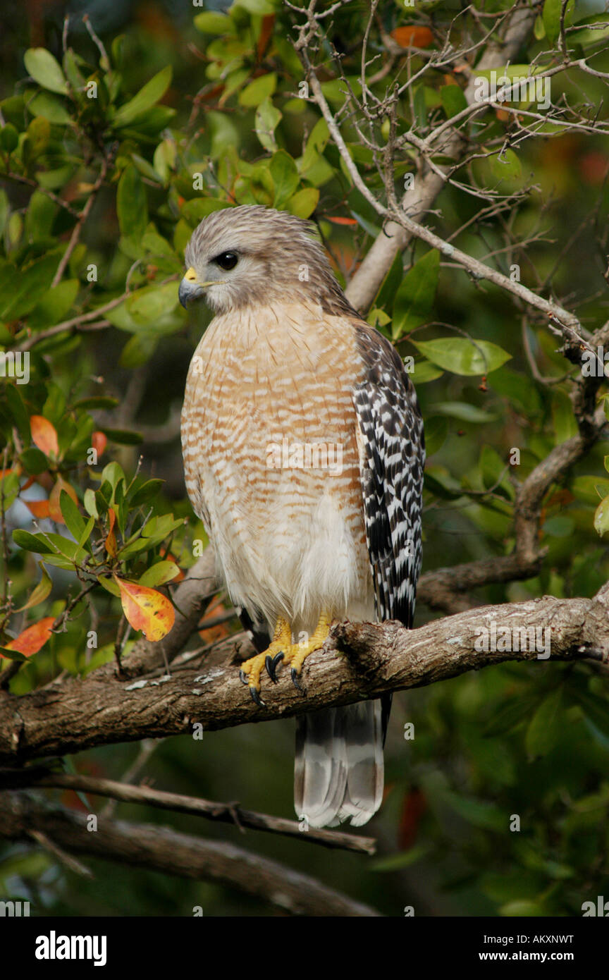 red shouldered hawk ding darling park florida bird perch raptor buteo ...