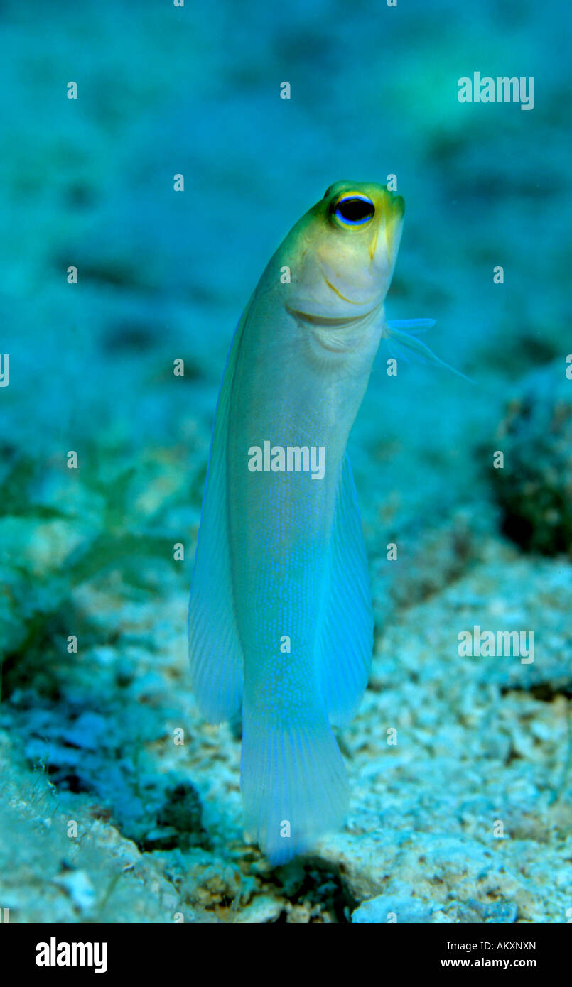 Bluestreak goby, Valenciennea strigata, Caribbean Stock Photo - Alamy