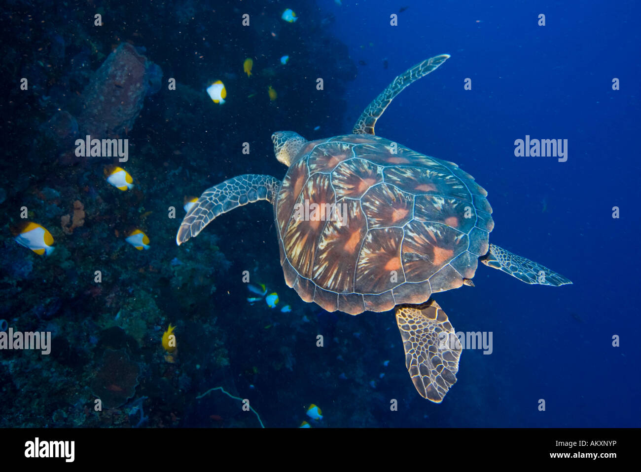 Hawksbill turtle hi-res stock photography and images - Alamy