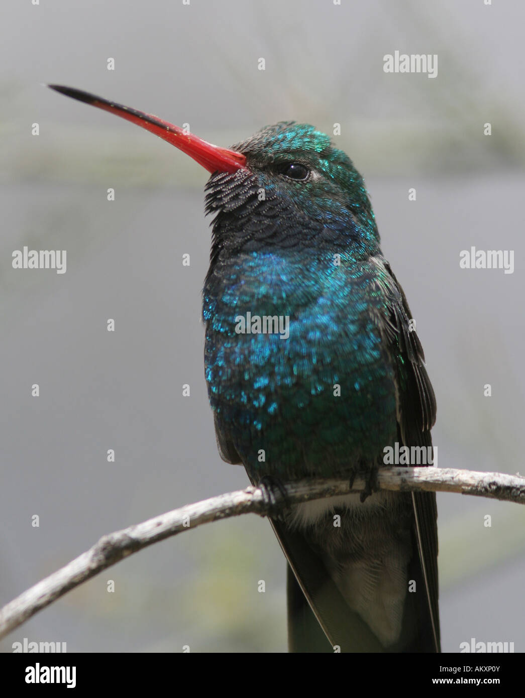 Broad billed Hummingbird Tucson Arizona USA colorful song bird color ...