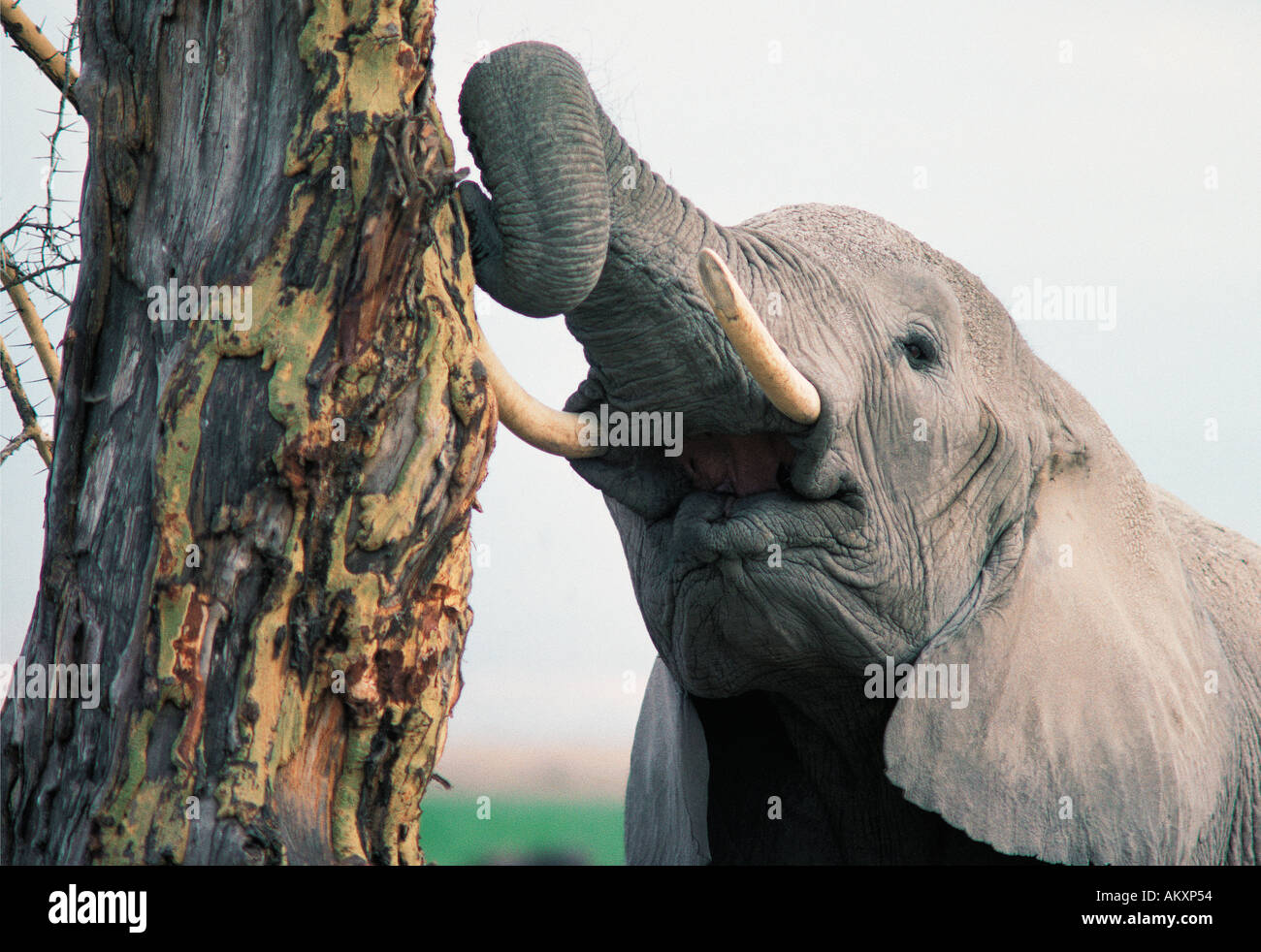 Strip barked hi-res stock photography and images - Alamy