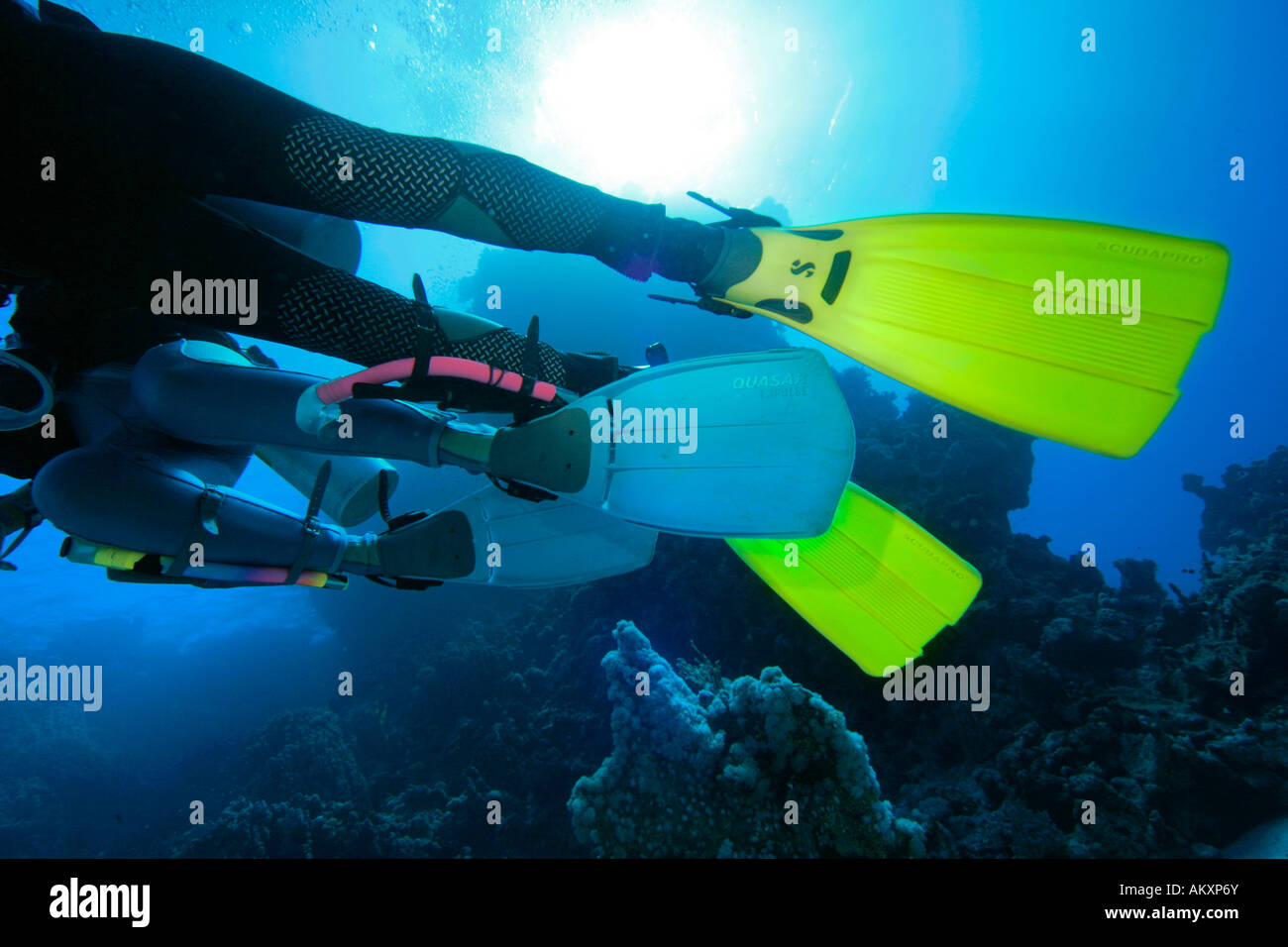 Diver in the Red Sea, Egypt Stock Photo - Alamy