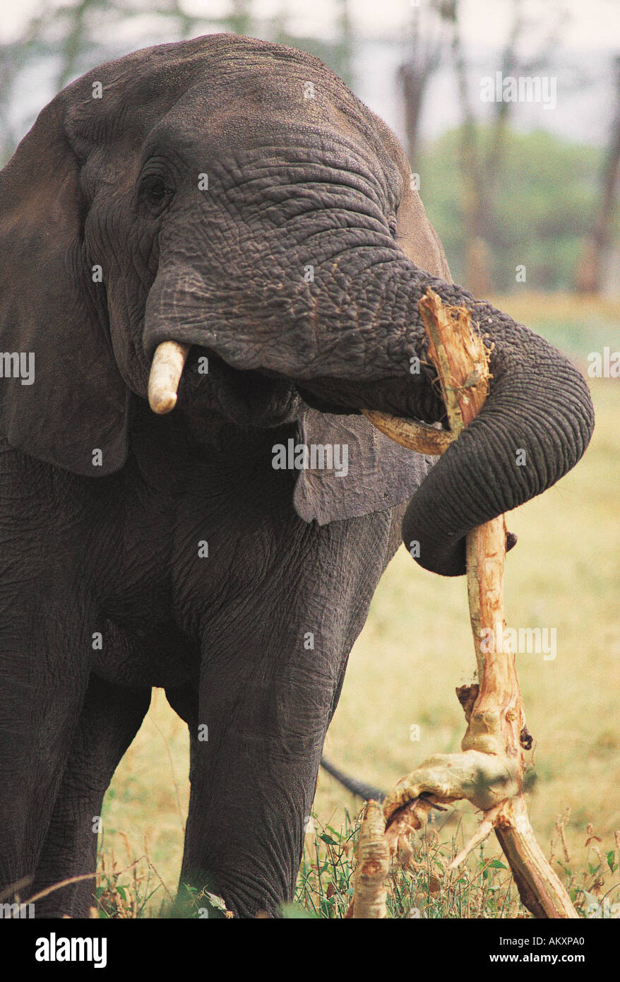 Elephant tanzania half trunk hi-res stock photography and images - Alamy