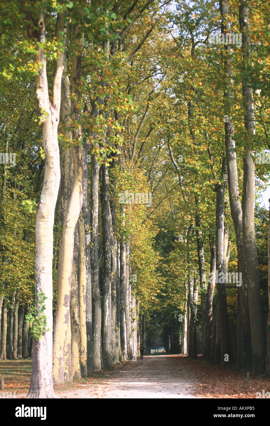 A tree lined avenue in the gardens of Chateau de Fontainebleau Paris ...