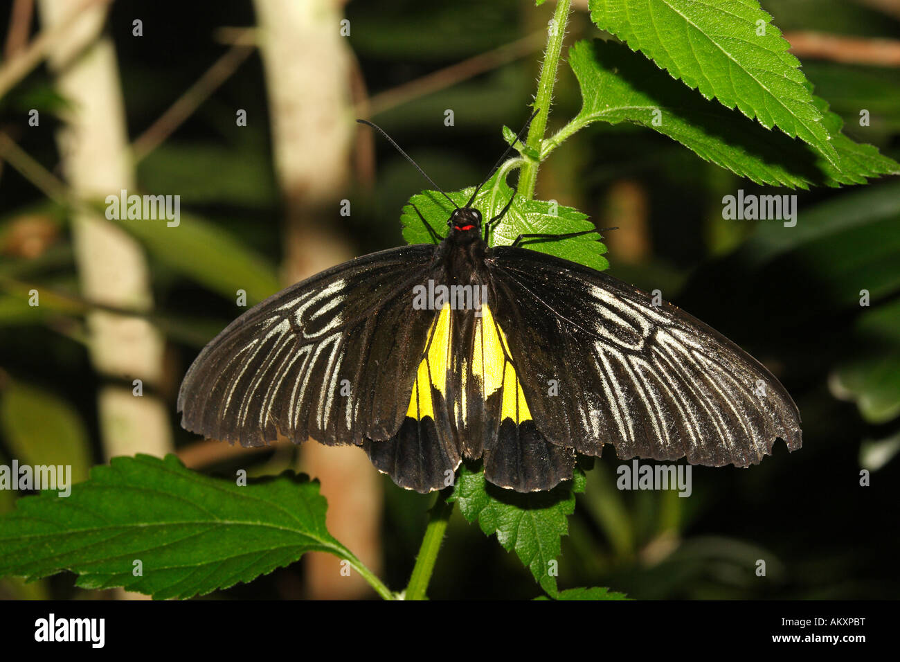 Tropical Butterfly, Common Birdwing, (Troides helena Stock Photo - Alamy