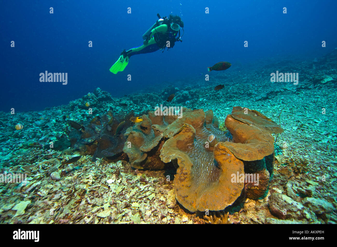 Diver and Giant Clam, Killer Clam (Tridacna gigas), in the national ...