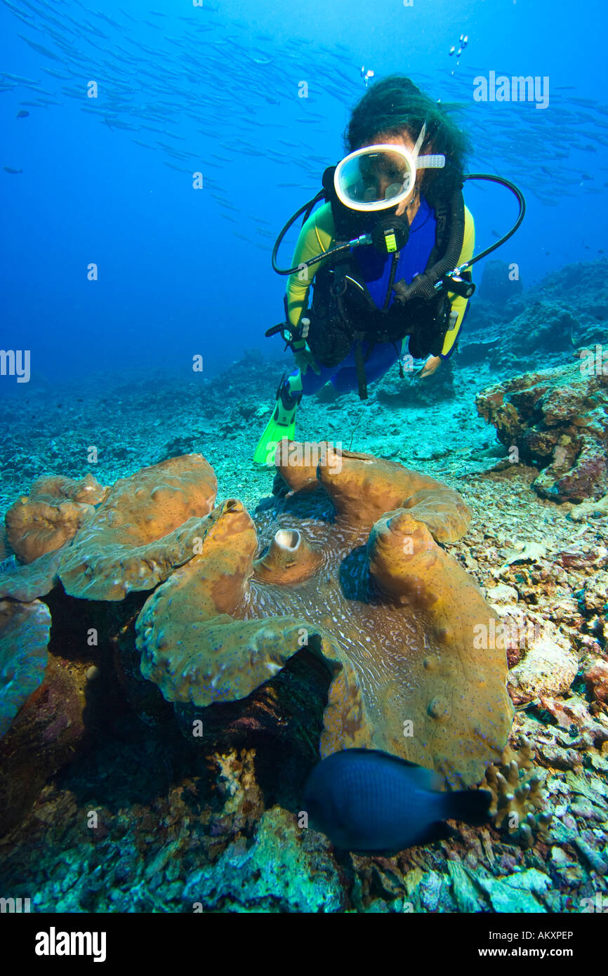 Diver and Giant Clam, Killer Clam (Tridacna gigas), in the national ...