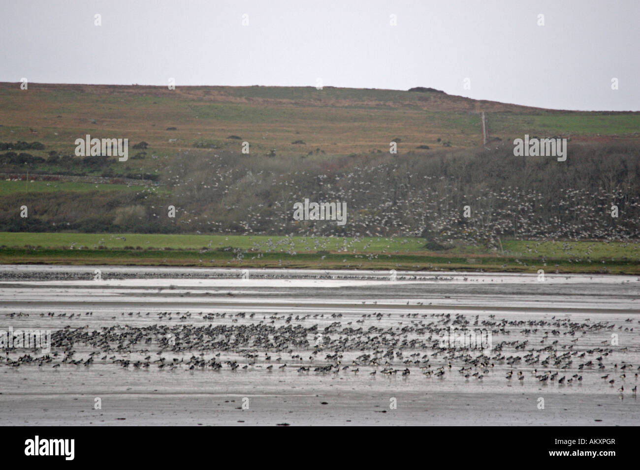 Barnacle Geese roosting on Loch Gruinart Islay Stock Photo - Alamy