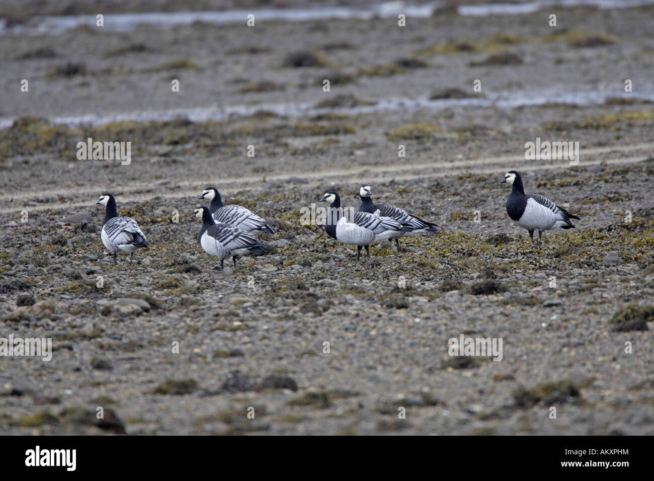Barnacle Geese on the shore in Islay Stock Photo - Alamy