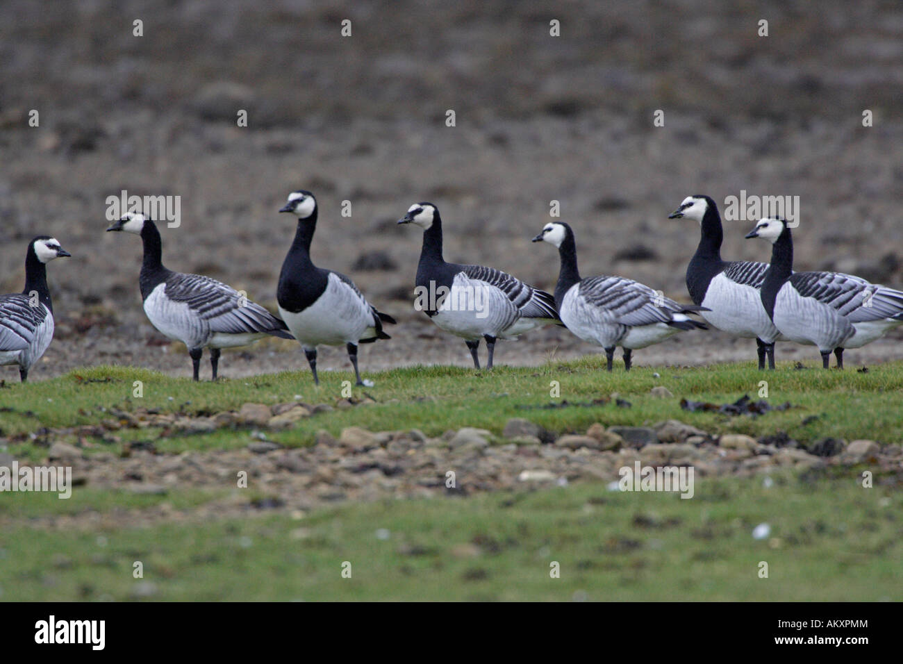 Barnacle Geese at Loch Gruinart Islay Stock Photo - Alamy