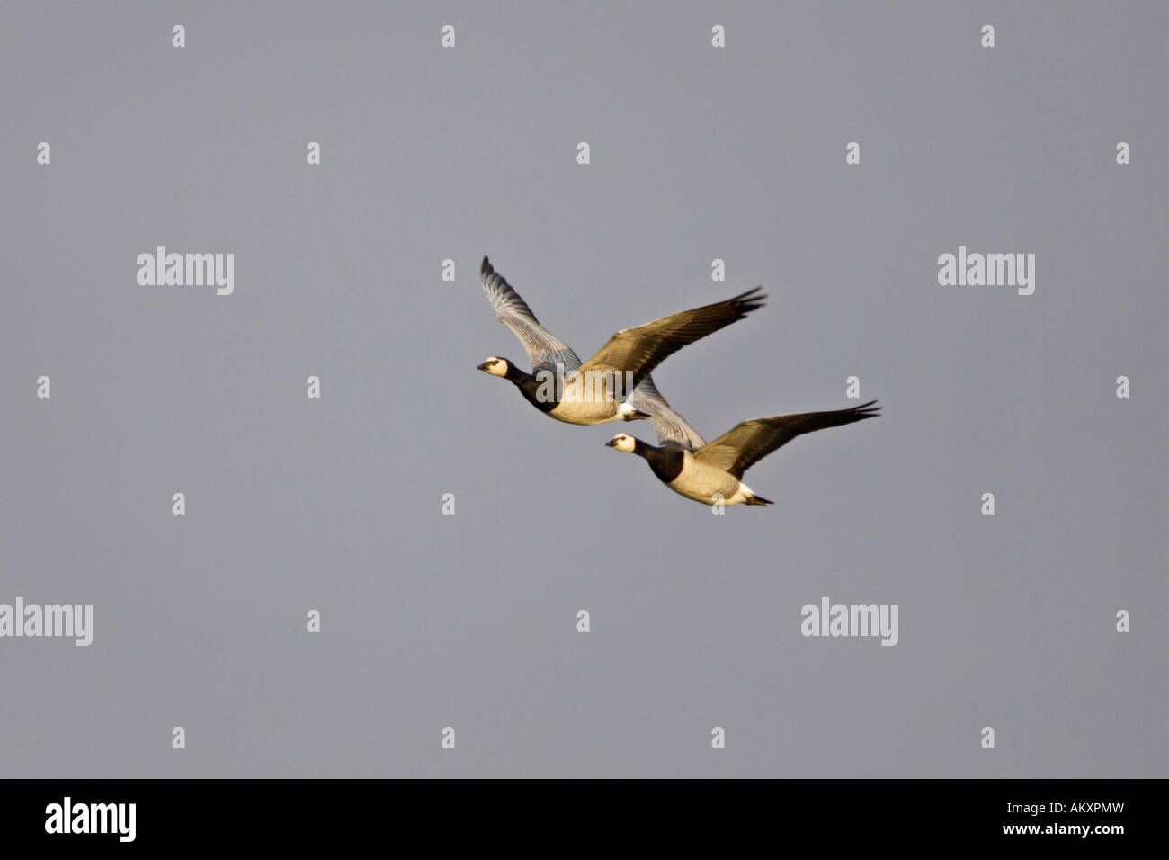 Barnacle Geese in flight Loch Gruinart Islay Stock Photo - Alamy