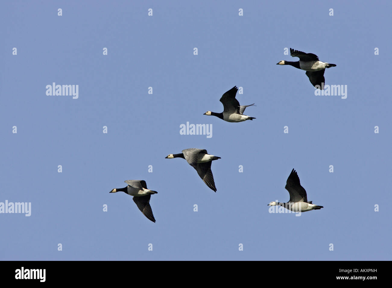 Barnacle Geese in flight Loch Gruinart Islay Stock Photo - Alamy