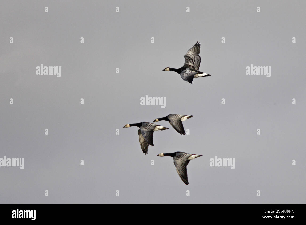 Barnacle Geese in flight Loch Gruinart Islay Stock Photo - Alamy