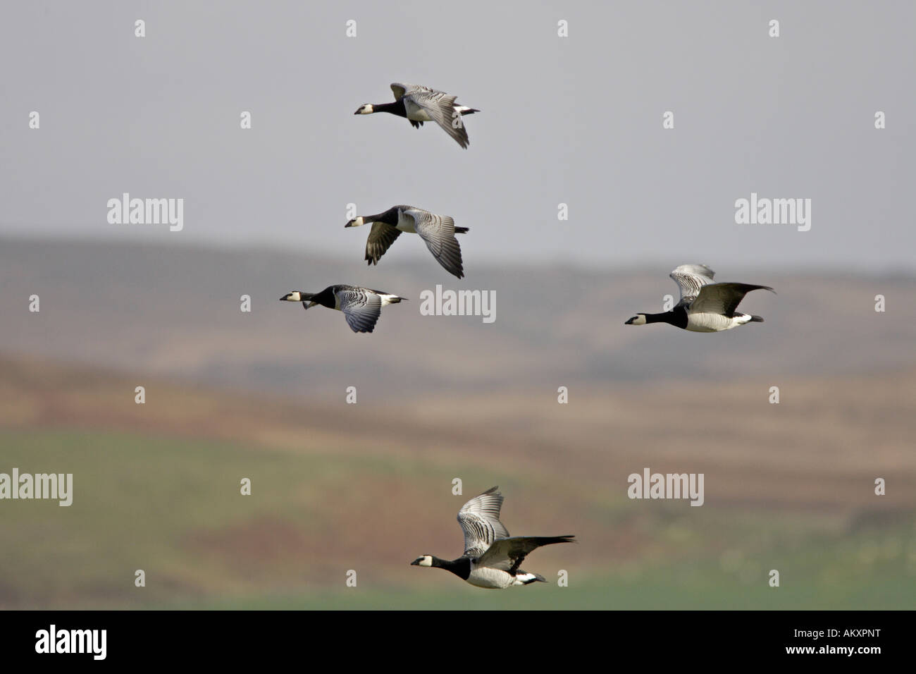 Barnacle Geese in flight Loch Gruinart Islay Stock Photo - Alamy