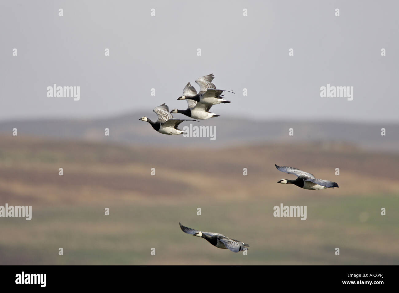 Barnacle Geese in flight Loch Gruinart Islay Stock Photo - Alamy