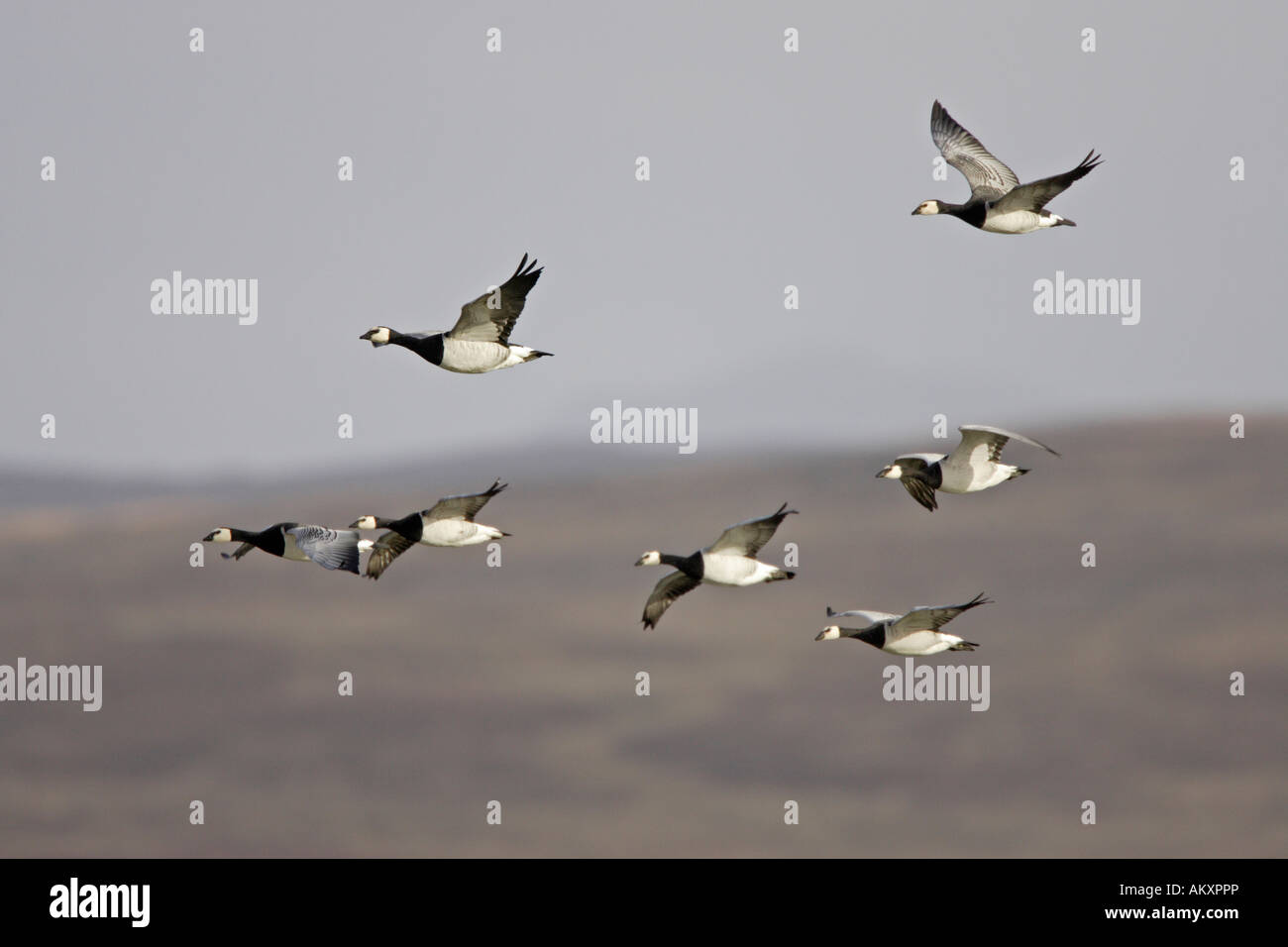 Barnacle Geese in flight Loch Gruinart Islay Stock Photo - Alamy