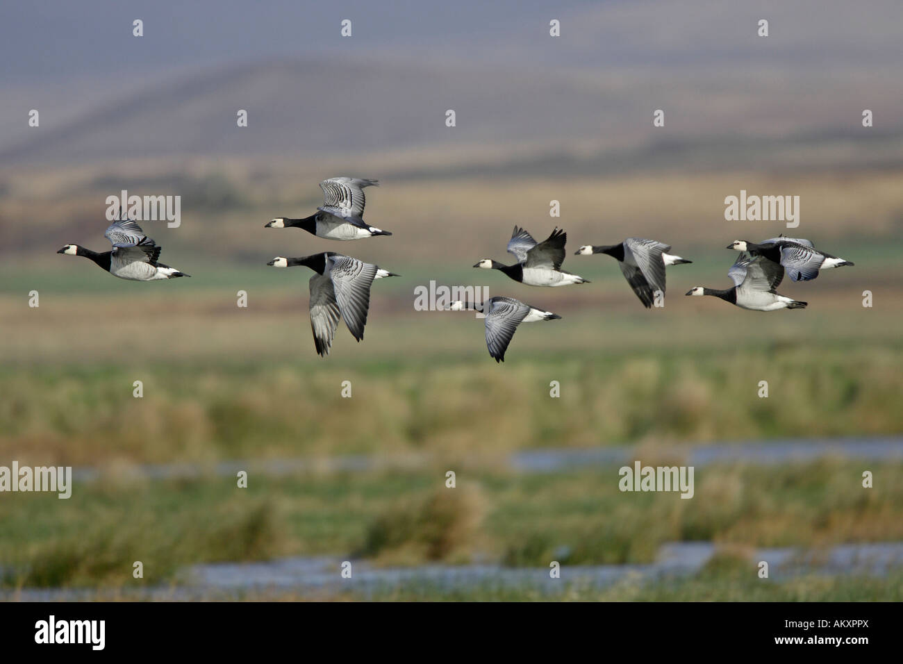 Barnacle Geese in flight Loch Gruinart Islay Stock Photo - Alamy