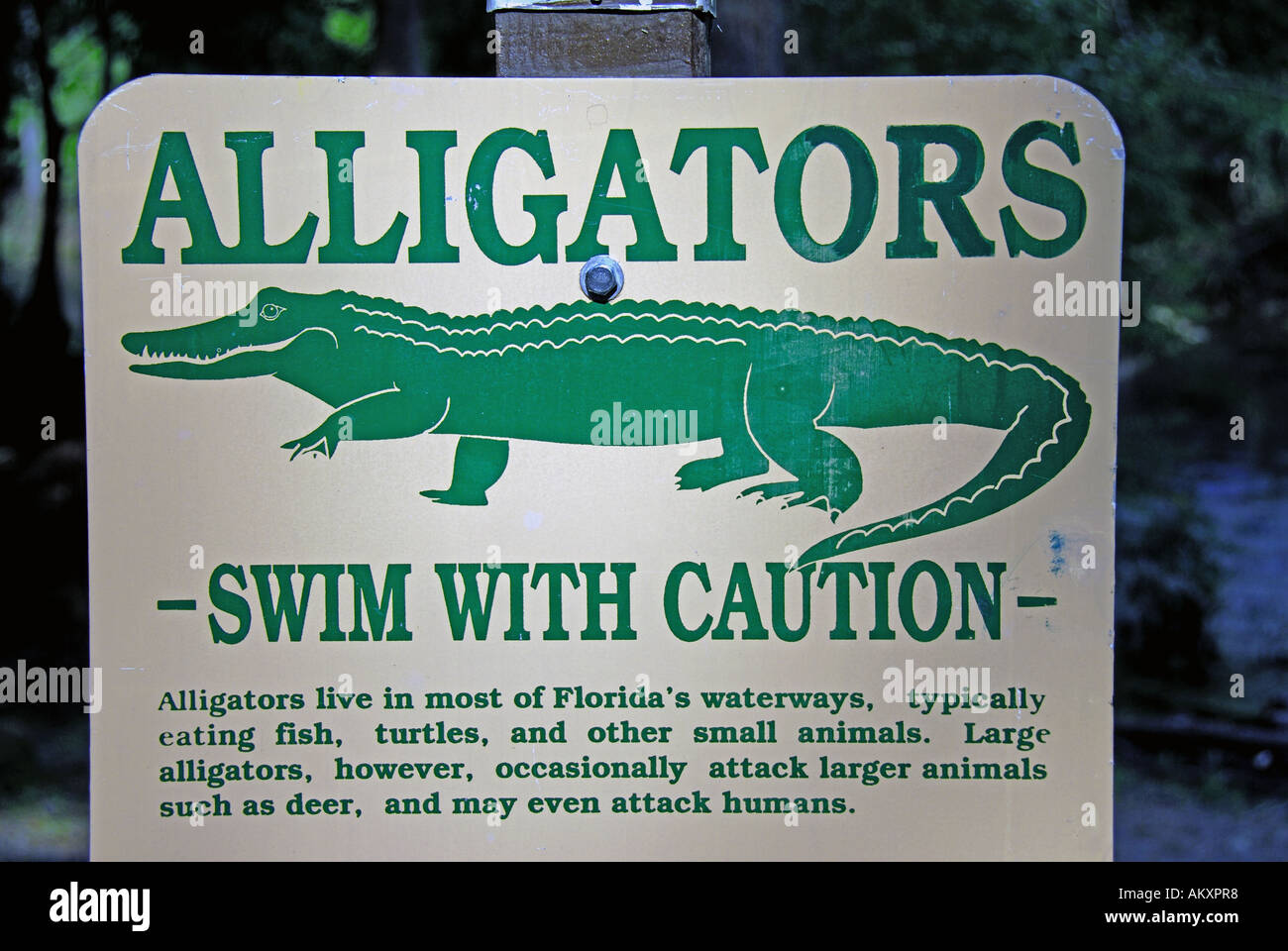 Florida alligator warning sign swim with cautiion Stock Photo - Alamy