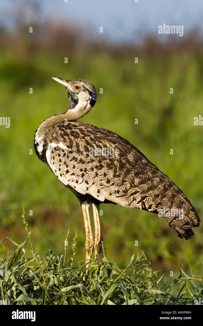 Bush korhaan hi-res stock photography and images - Alamy