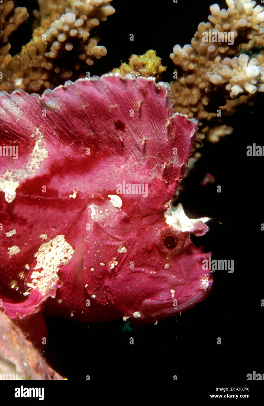 Leaf scorpionfish or Paper Fish (Taenianotus triacanthus Stock Photo ...
