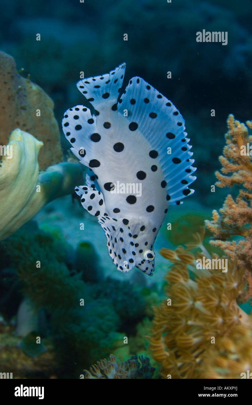 Spotted barramundi hi-res stock photography and images - Alamy