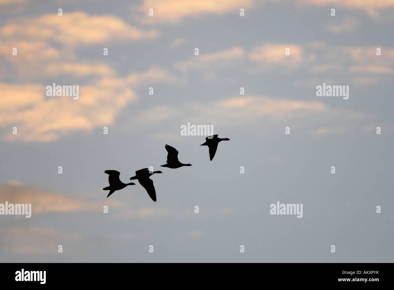Barnacle Geese in flight Loch Gruinart Islay Stock Photo - Alamy