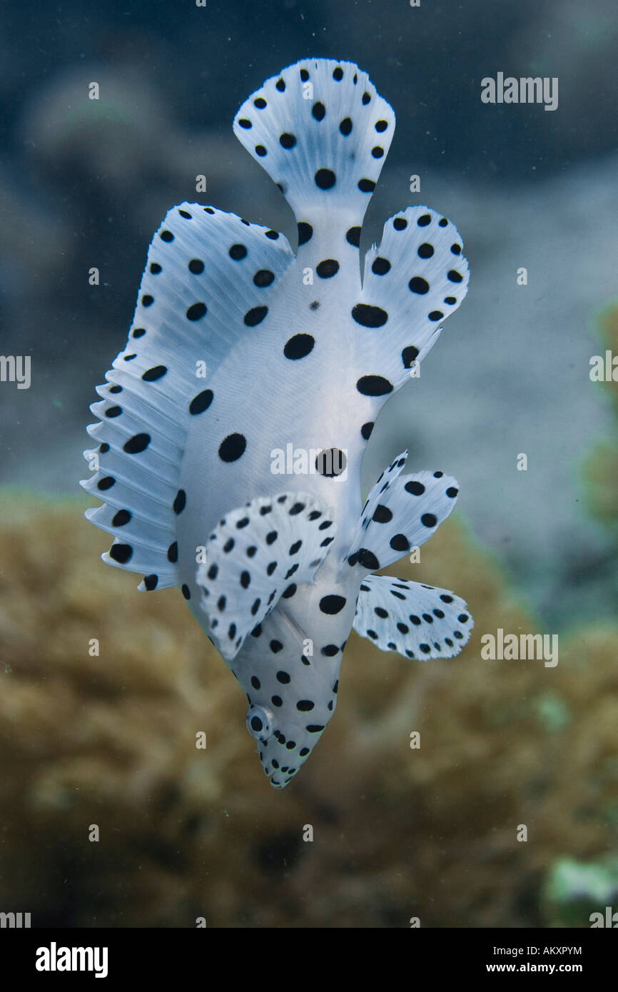 Juvenile barramundi Humpback Grouper or Barramundi Cod (Cromileptes ...