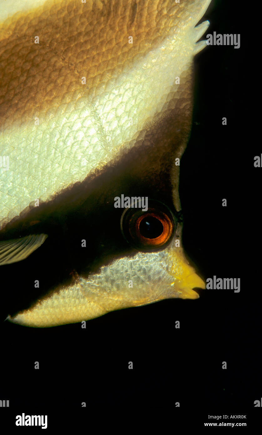 Pennant coral fish hi-res stock photography and images - Alamy