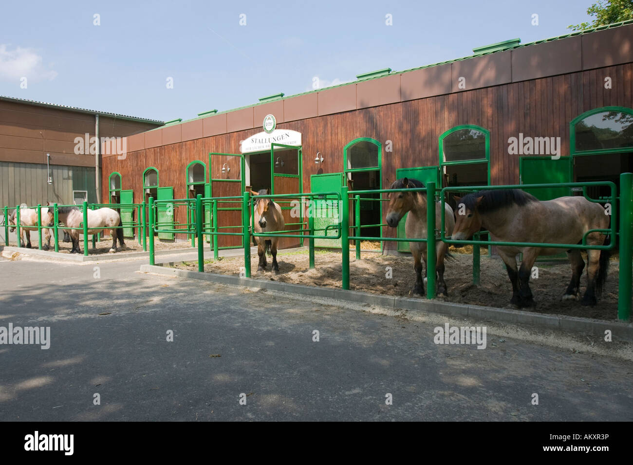 Brewery horse of the Licher brewery in the stable, Lich, Germany Stock ...