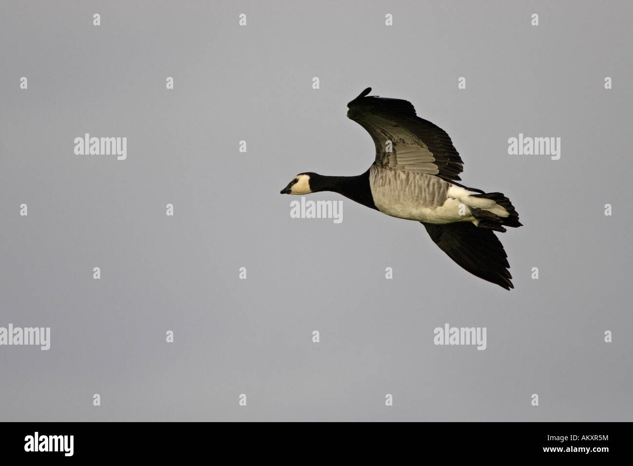 Barnacle Goose in flight Loch Gruinart Islay Stock Photo - Alamy