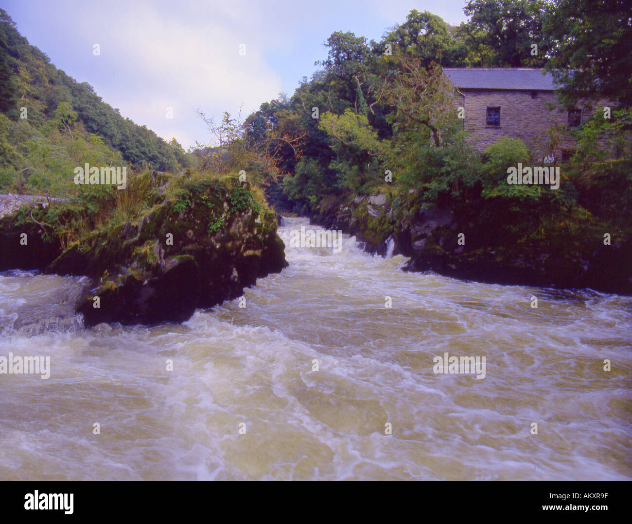 River Teifi in full spate at Canarth Dyfed Wales Oct Old Watermill now ...