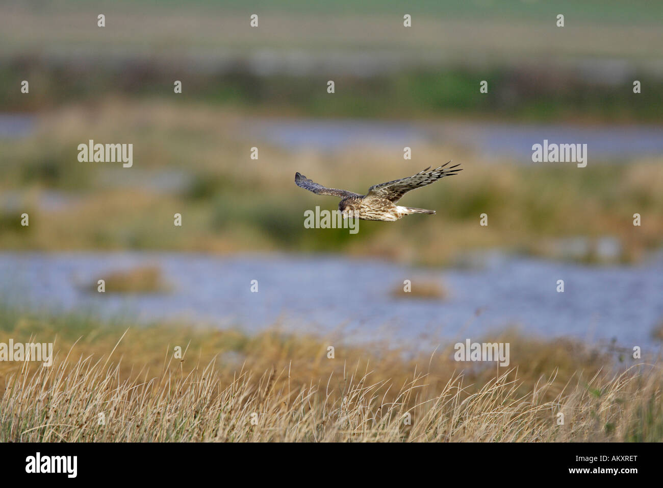 Female Hen Harrier flying over marsh Stock Photo - Alamy