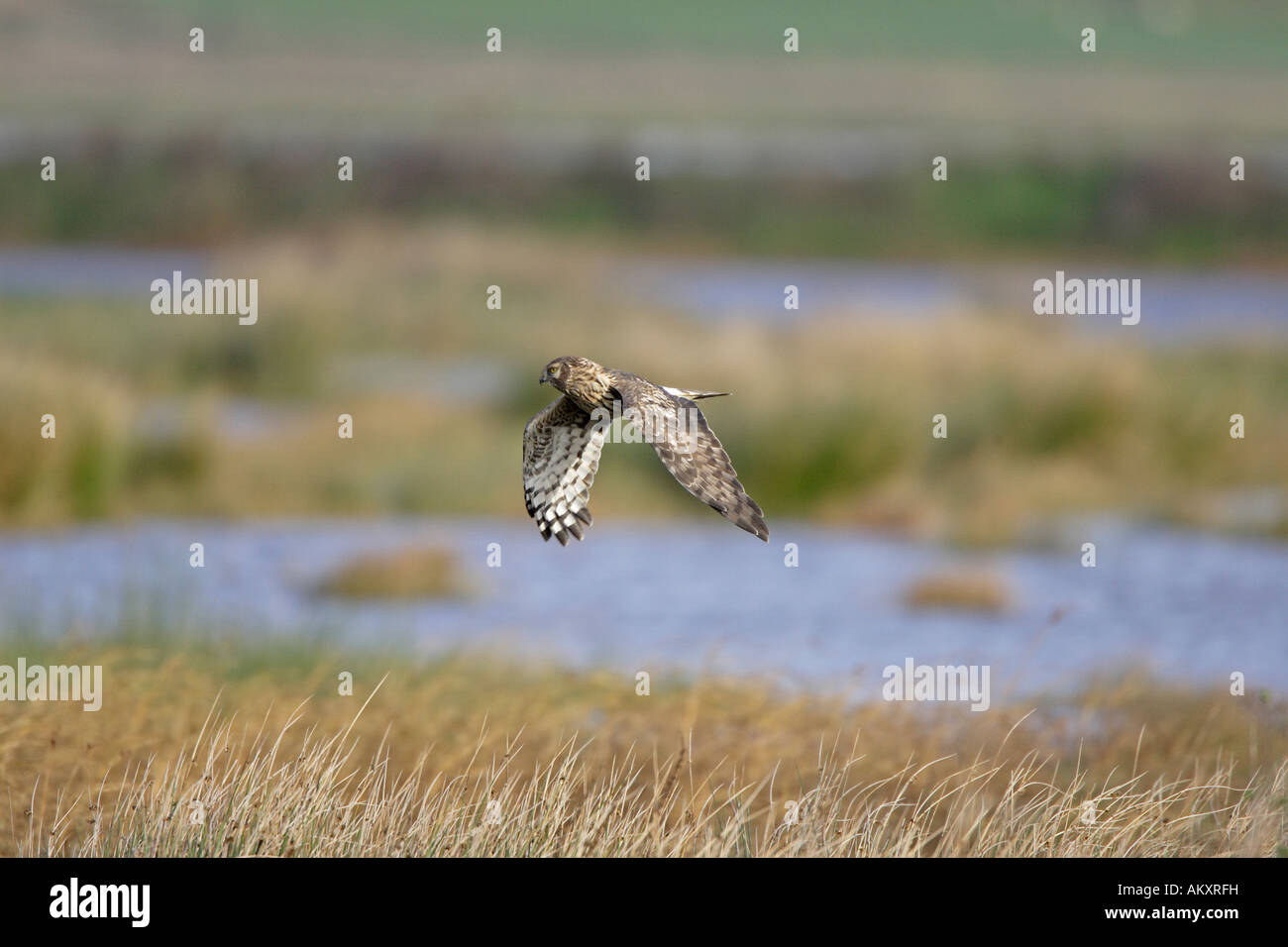 Female Hen Harrier flying over marsh Stock Photo - Alamy
