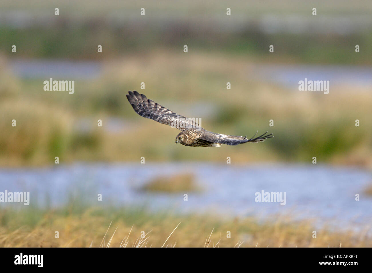 Female Hen Harrier flying over marsh Stock Photo - Alamy