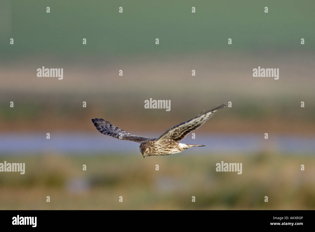 Female Hen Harrier flying over marsh Stock Photo - Alamy