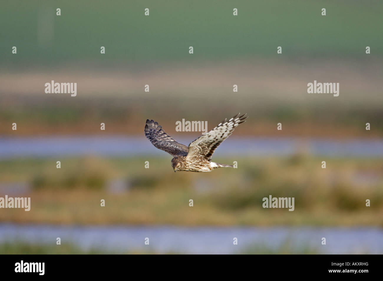 Female Hen Harrier flying over marsh Stock Photo - Alamy