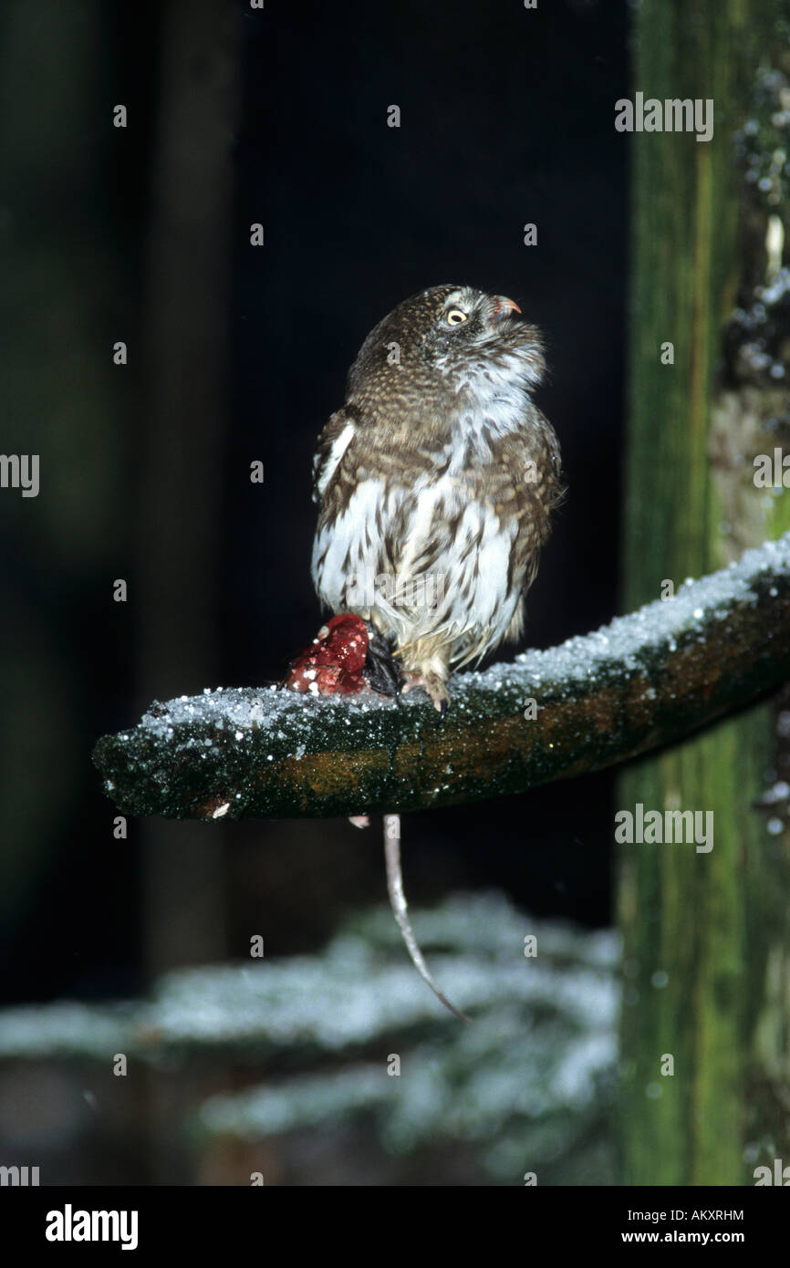 Eurasian Pygmy-owl (glaucidium passerinum Stock Photo - Alamy